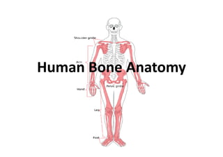 Human bone anatomy | PDF