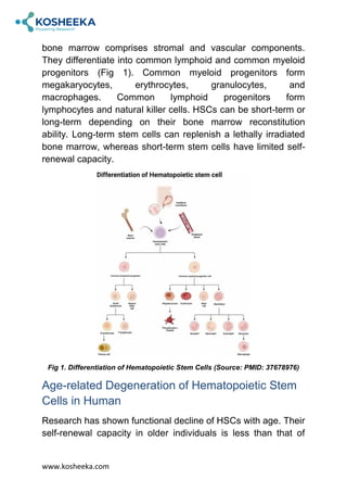 Human Bone Marrow Derived Hematopoietic Stem Cells: An Overview | PDF