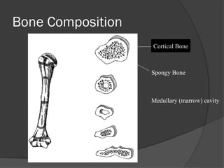 Human Bones with detail explaination.ppt