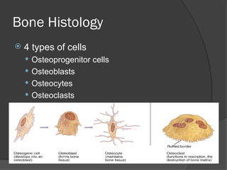 Human Bones with detail explaination.ppt