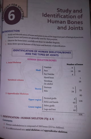 Human bones and joints.pdf class 11, physics | PDF