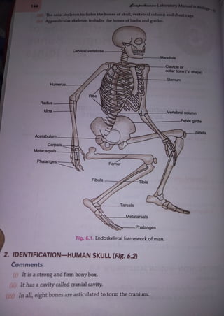 Human bones and joints.pdf class 11, physics | PDF