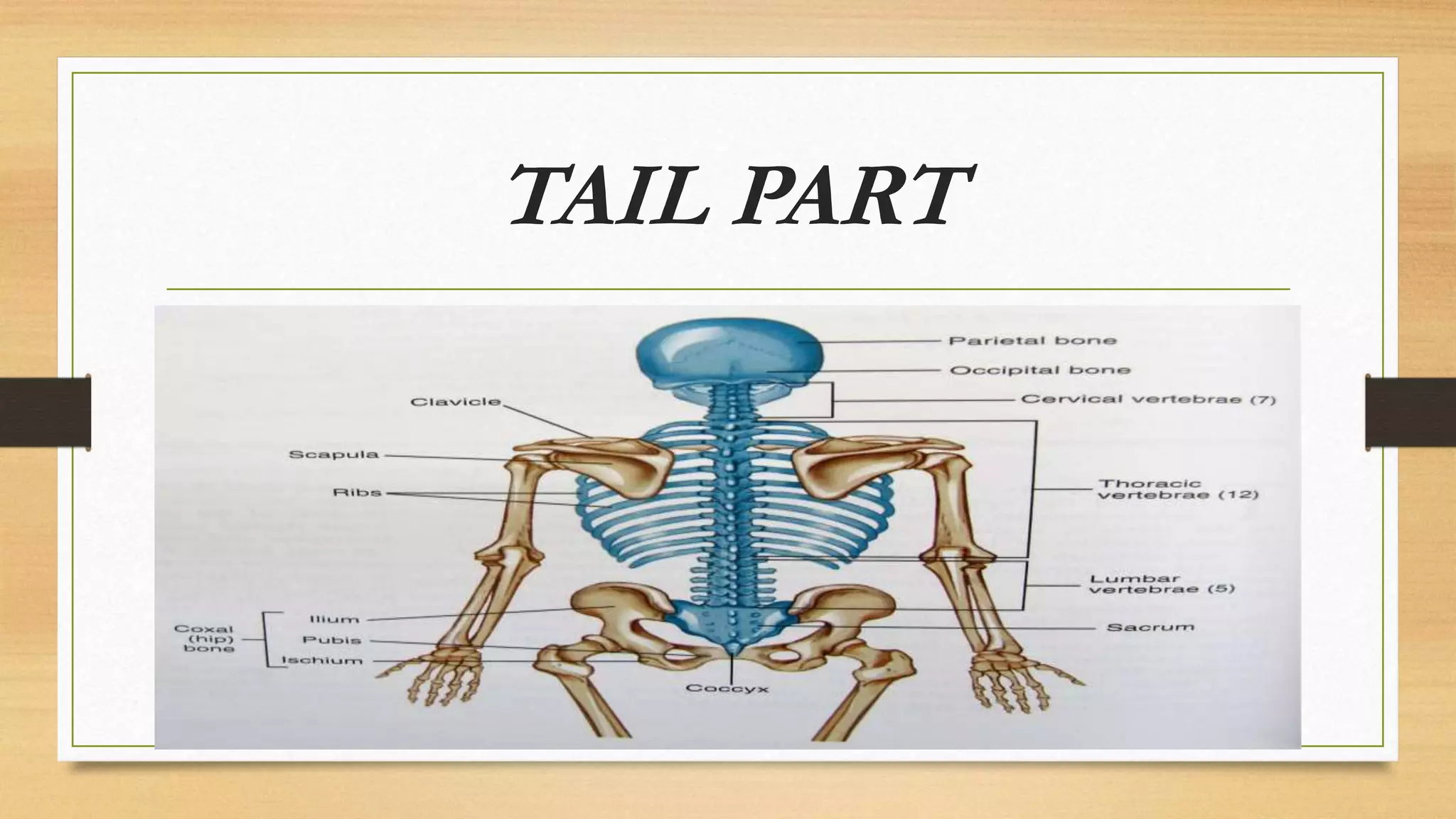 HUMAN BONES RIXIT.pptx