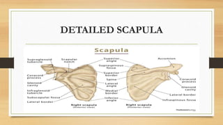 HUMAN BONES RIXIT.pptx