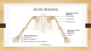 HUMAN BONES RIXIT.pptx