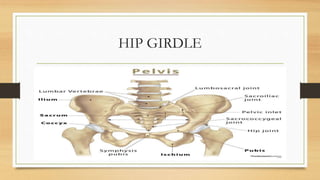 HUMAN BONES RIXIT.pptx