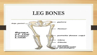 HUMAN BONES RIXIT.pptx