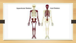 HUMAN BONES RIXIT.pptx