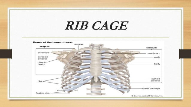 HUMAN BONES RIXIT.pptx
