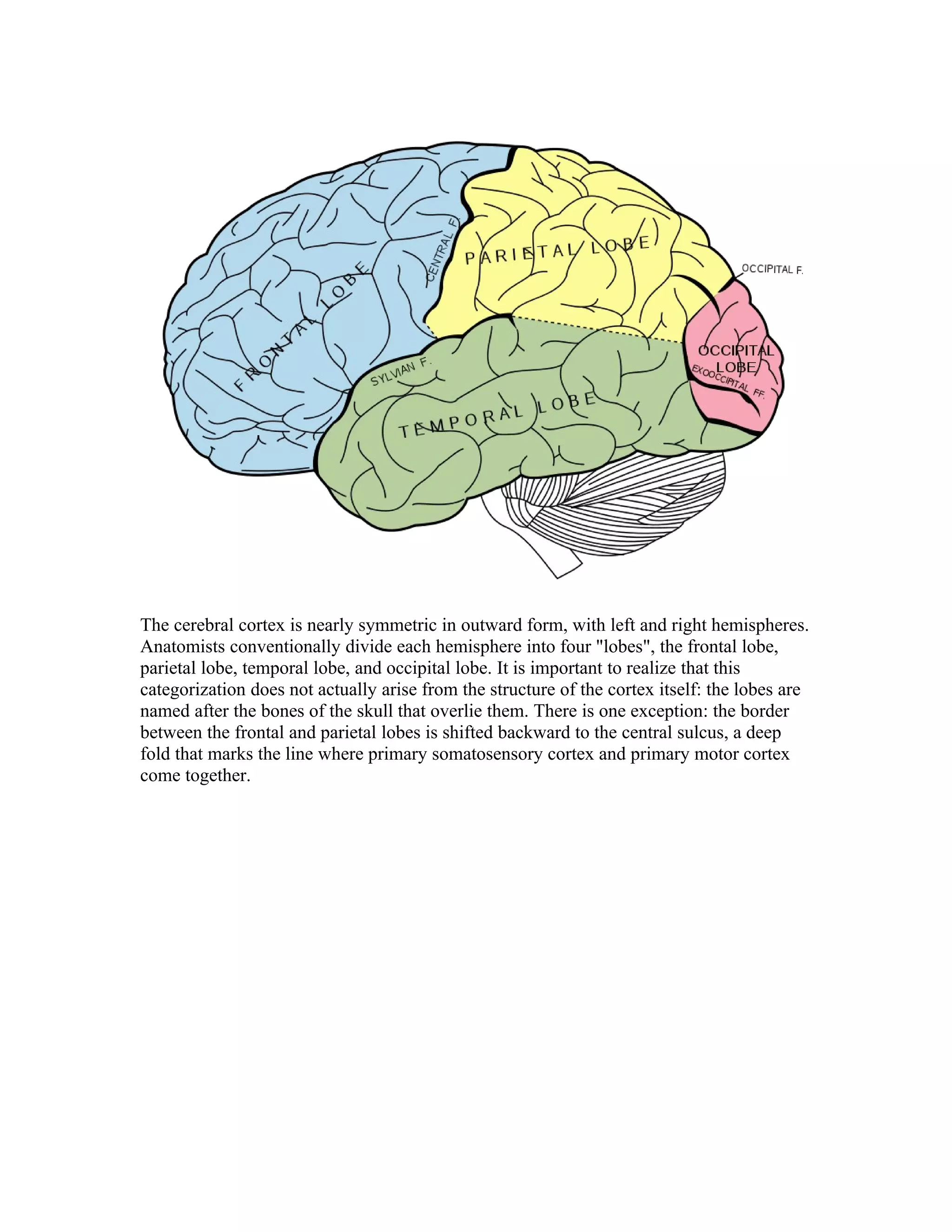 Human Brain | DOC
