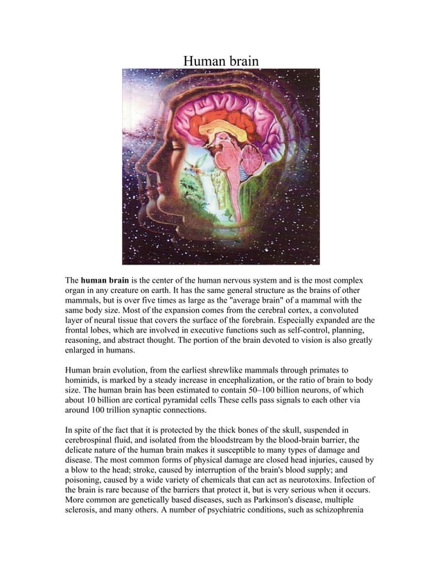 Human Brain | PDF
