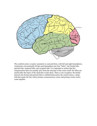 Human Brain | DOC