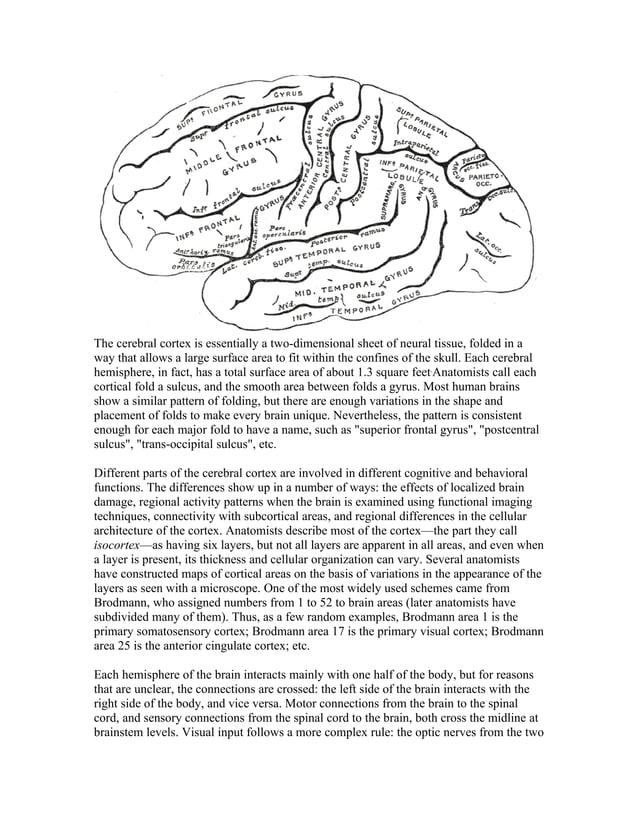 Human Brain | PDF