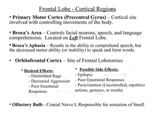 Human brain | PPT
