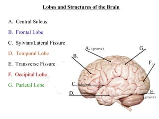 Transverse And Longitudinal Fissure