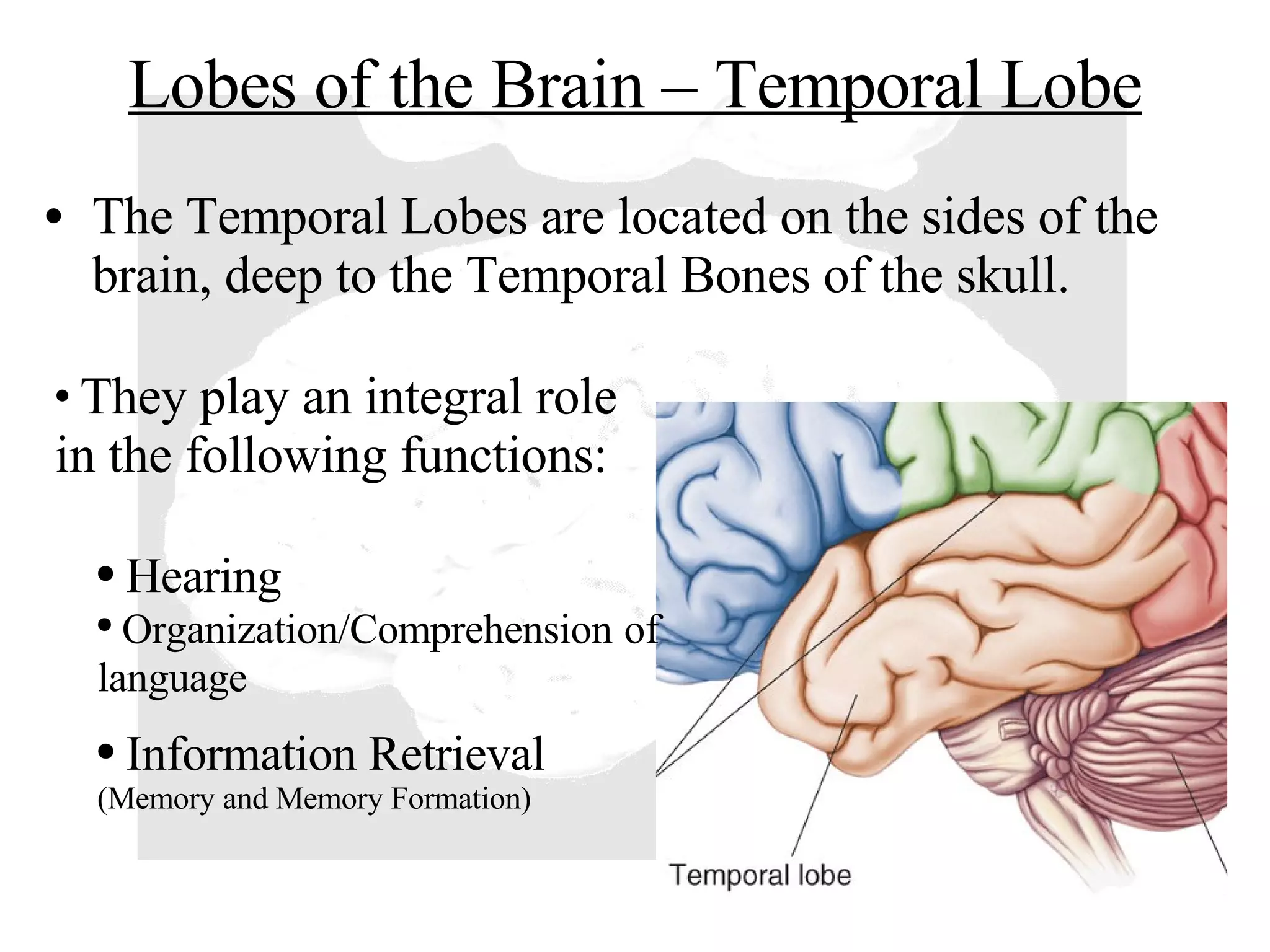 Human Brain | PPT