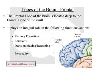 Human Brain | PPT | Brain and Nervous System Disorders | Diseases and ...
