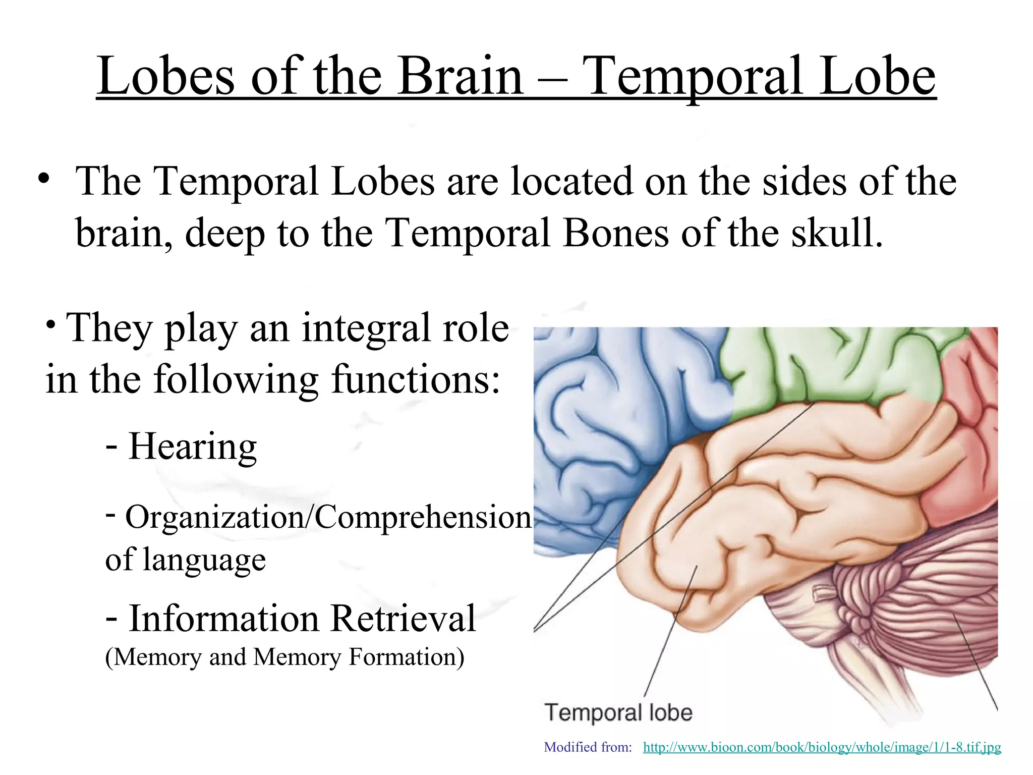 Anatomy of Human brain | PPT
