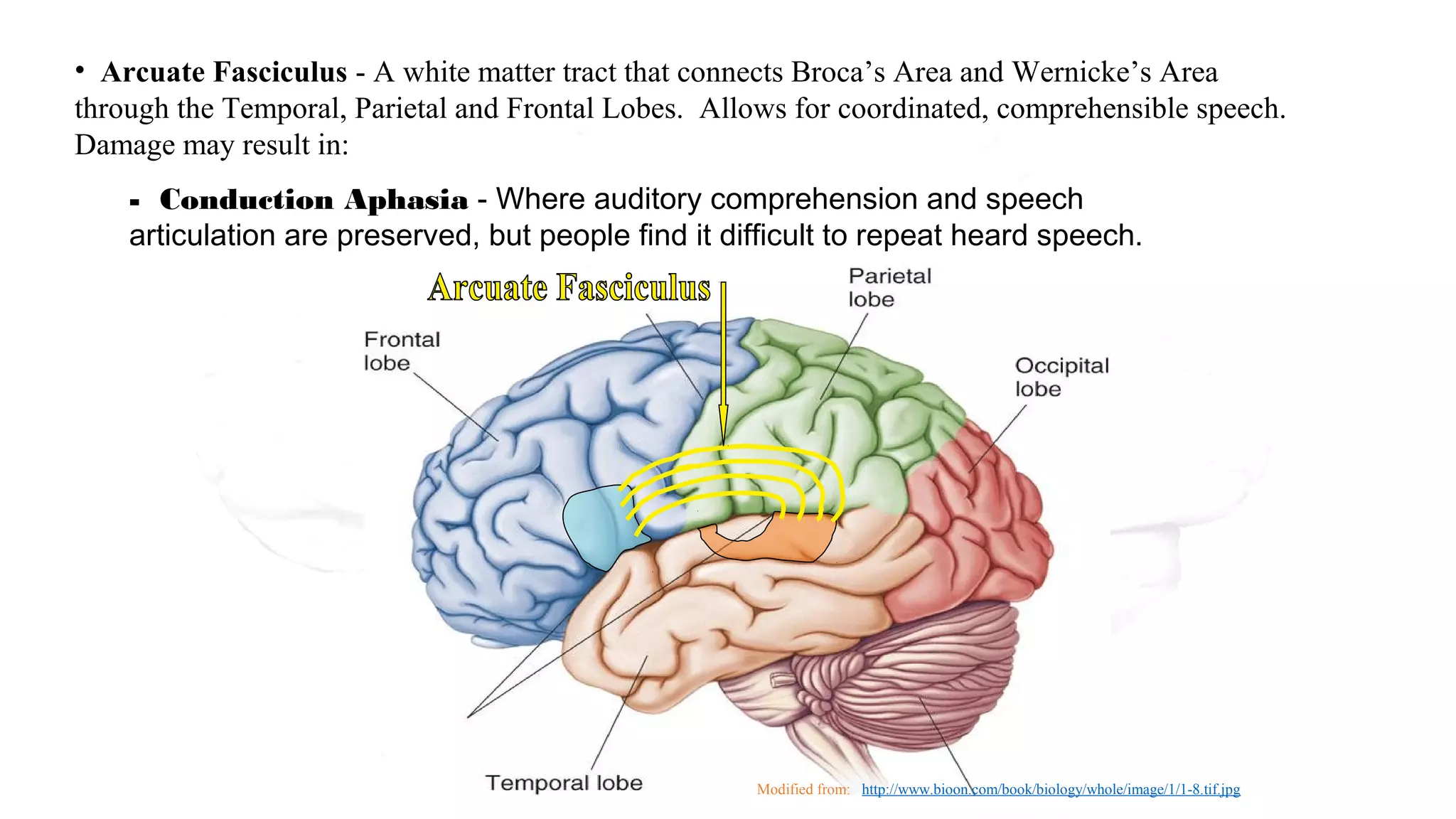 Human brain | PPT