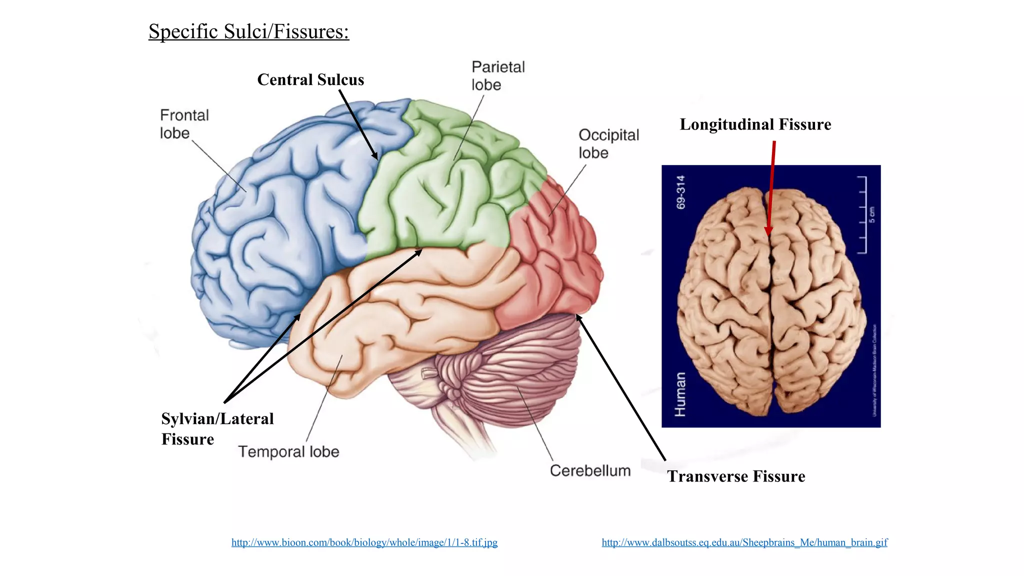 Human brain | PPT