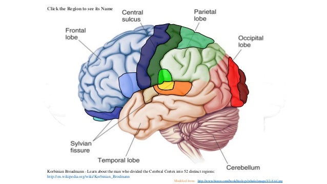 Human brain