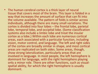 Human brain | PPT