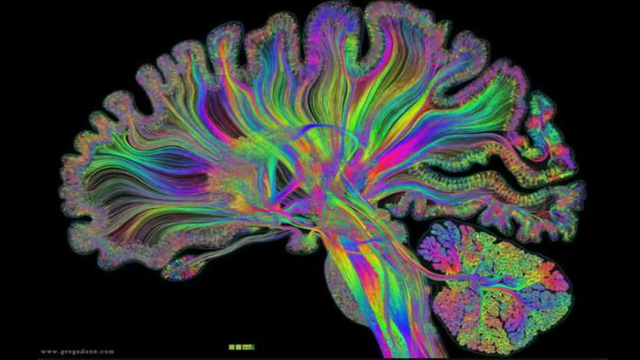 Human brain - Incredible Images | PPTX