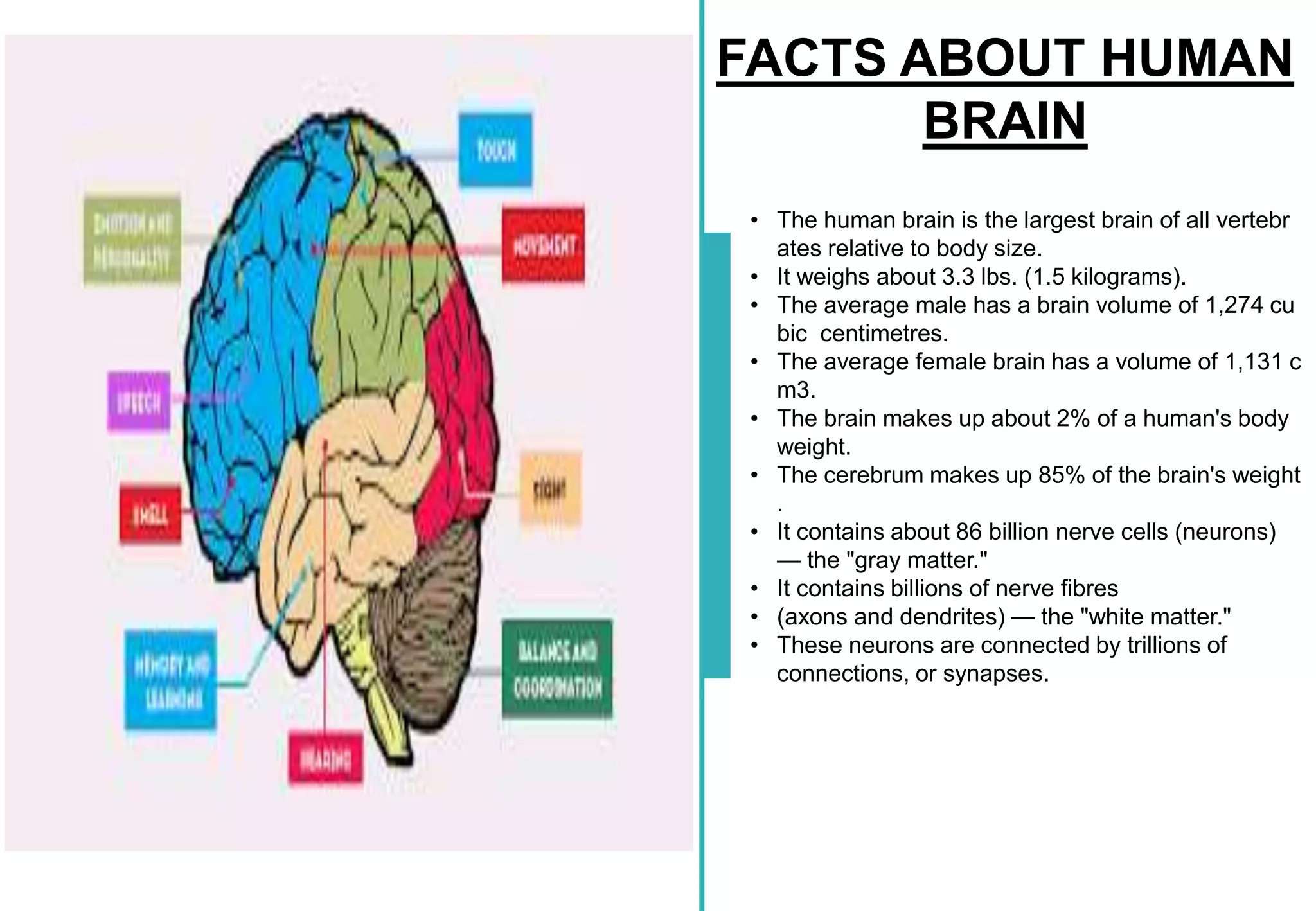 Human brain | PPTX