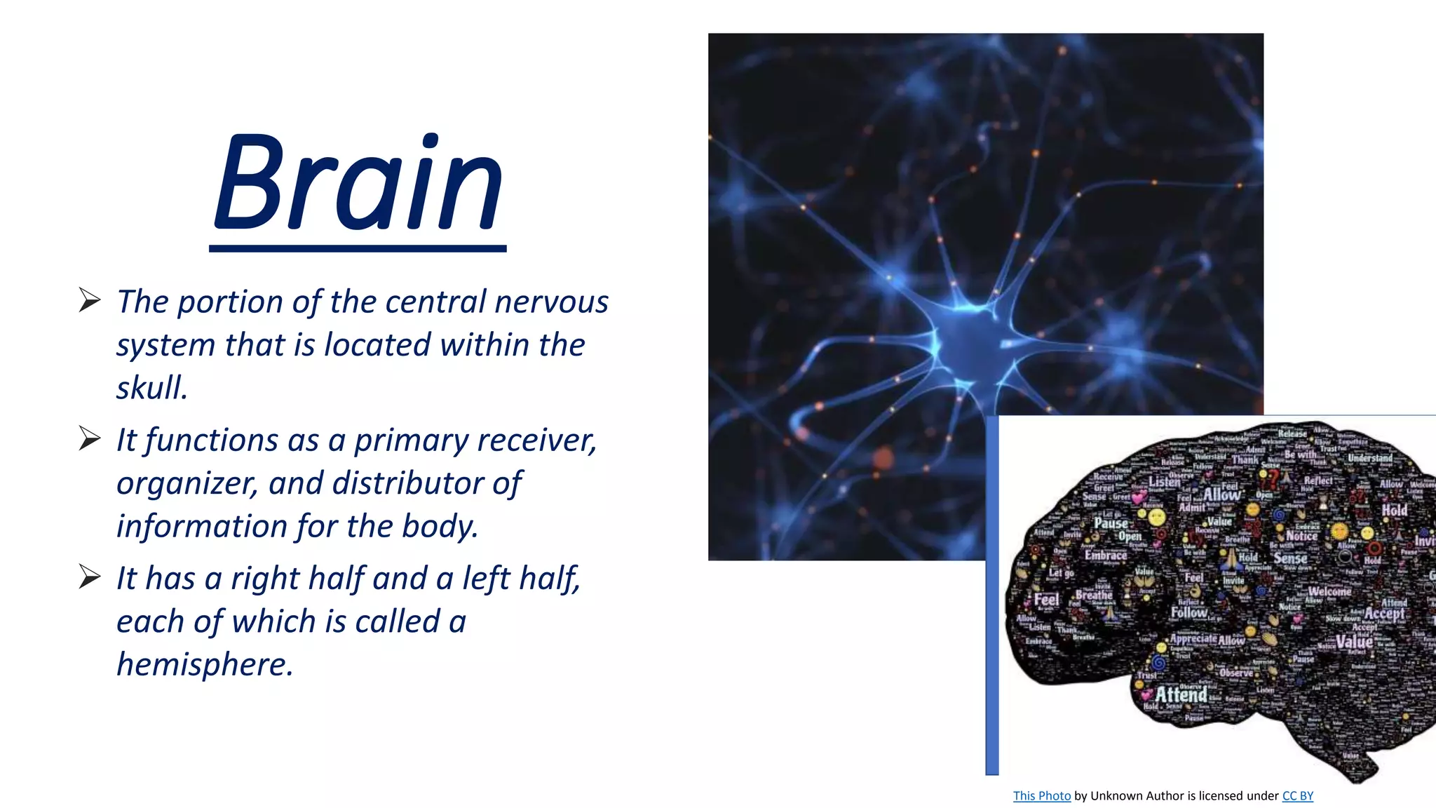 Human brain | PPTX