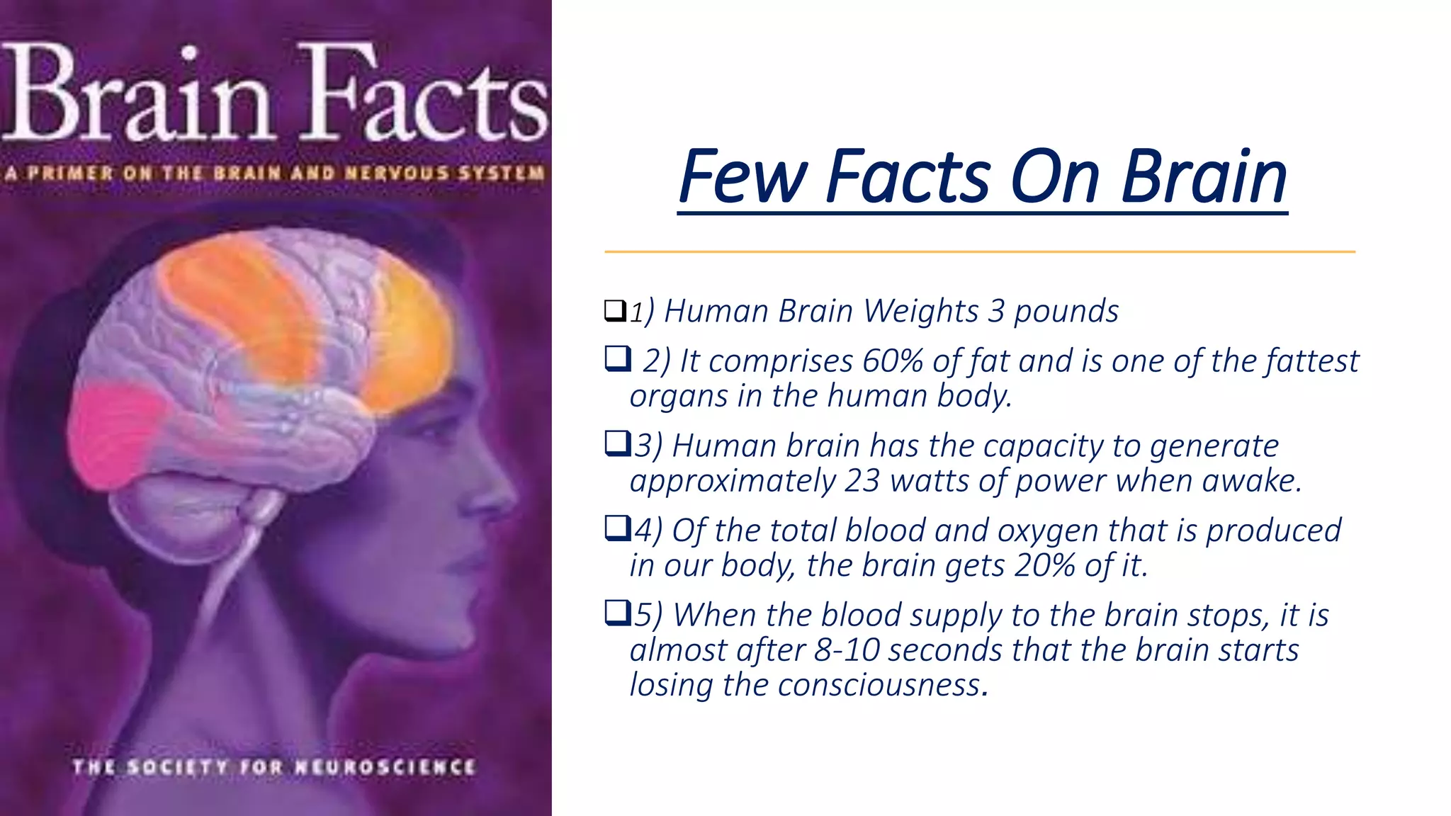 Human brain | PPT