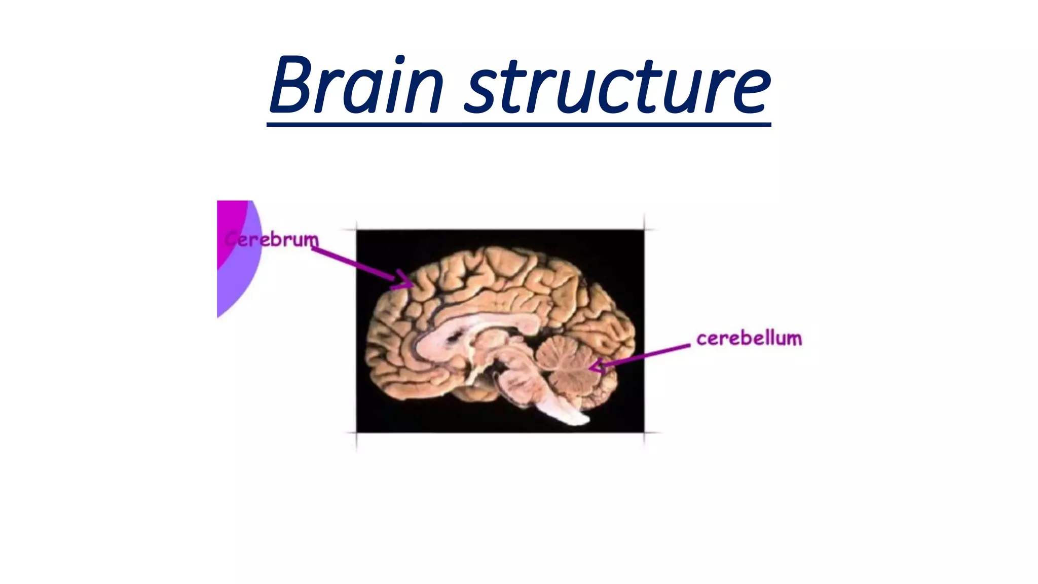 Human brain | PPTX