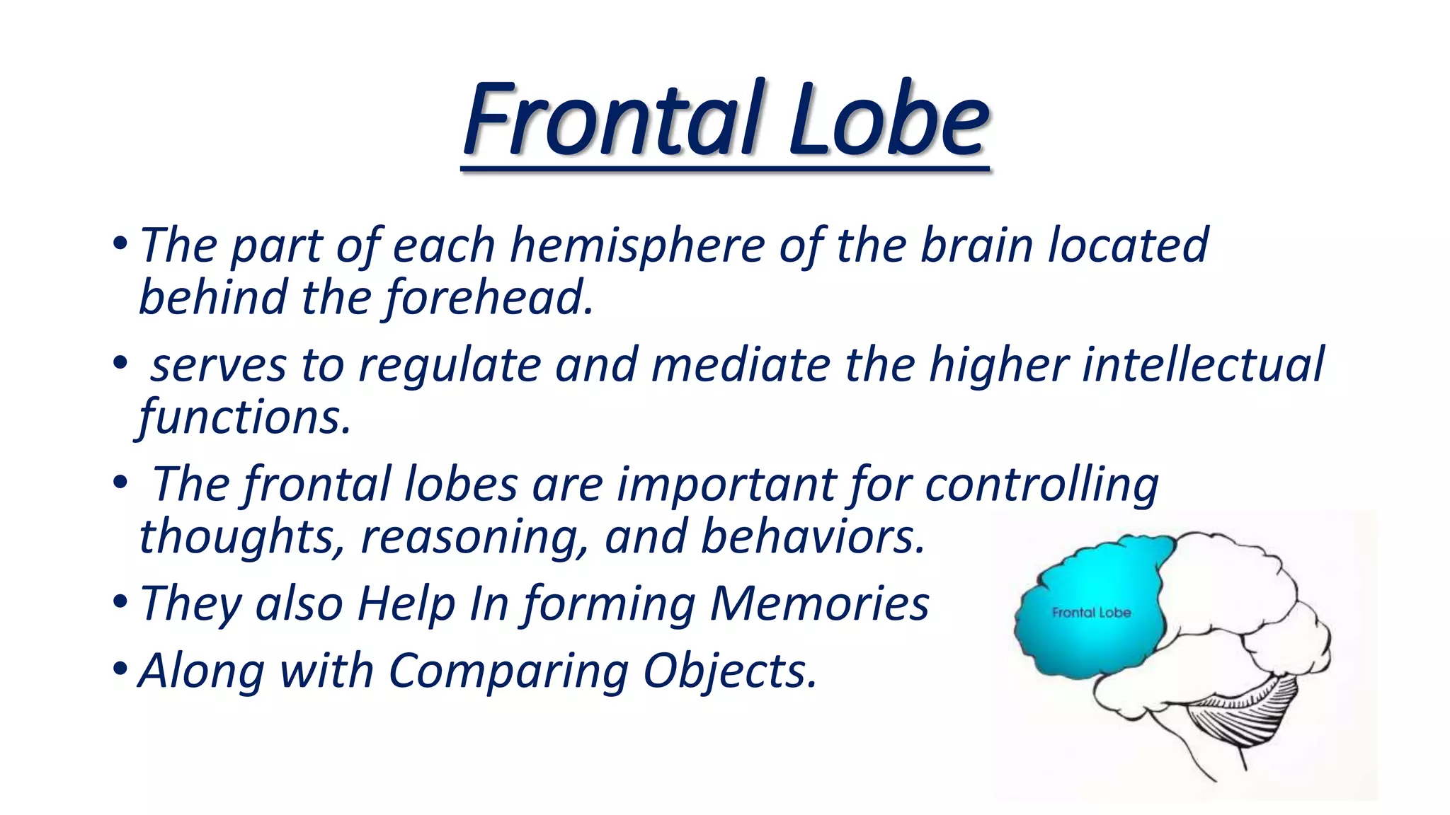 Human brain | PPTX