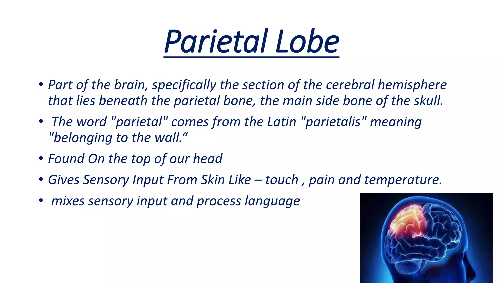 Human brain | PPTX