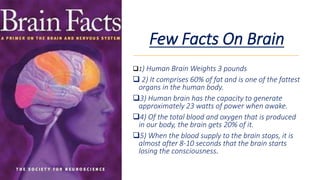 Human brain | PPTX