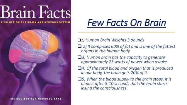 Human brain | PPT
