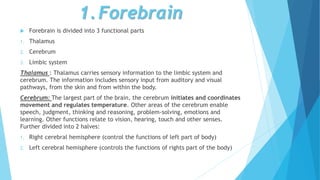 HUMAN BRAIN.pptx | Brain and Nervous System Disorders | Diseases and ...