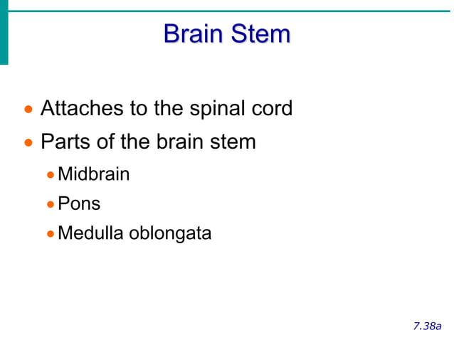 Human brain.ppt