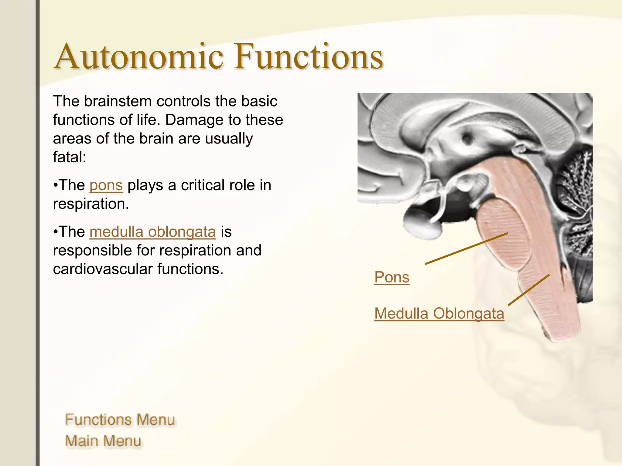 human brain.ppt