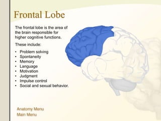 human brain.ppt