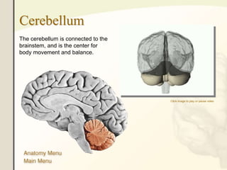 human brain.ppt | Free Download