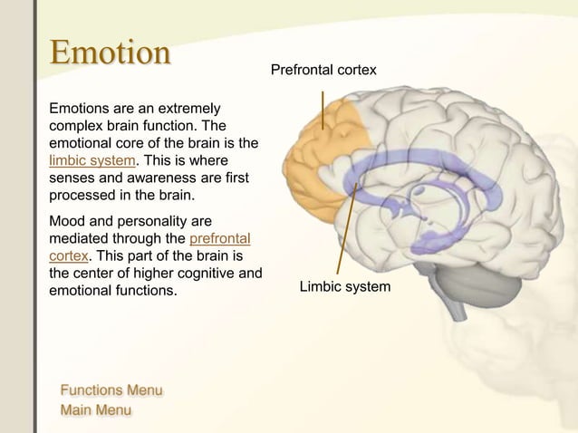 human brain.ppt