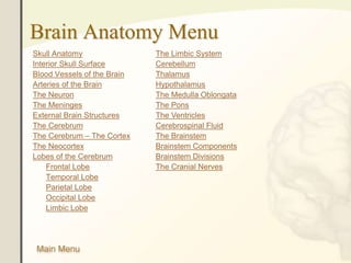 human brain.ppt | Free Download