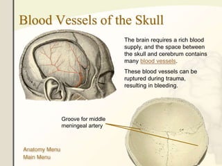 human brain.ppt