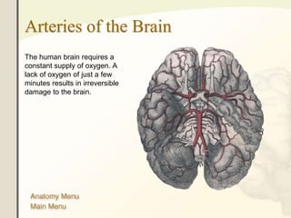 human brain.ppt