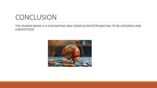 HUMAN BRAIN.pptx.PRIYA BHOJWANI@GAMIL.COM