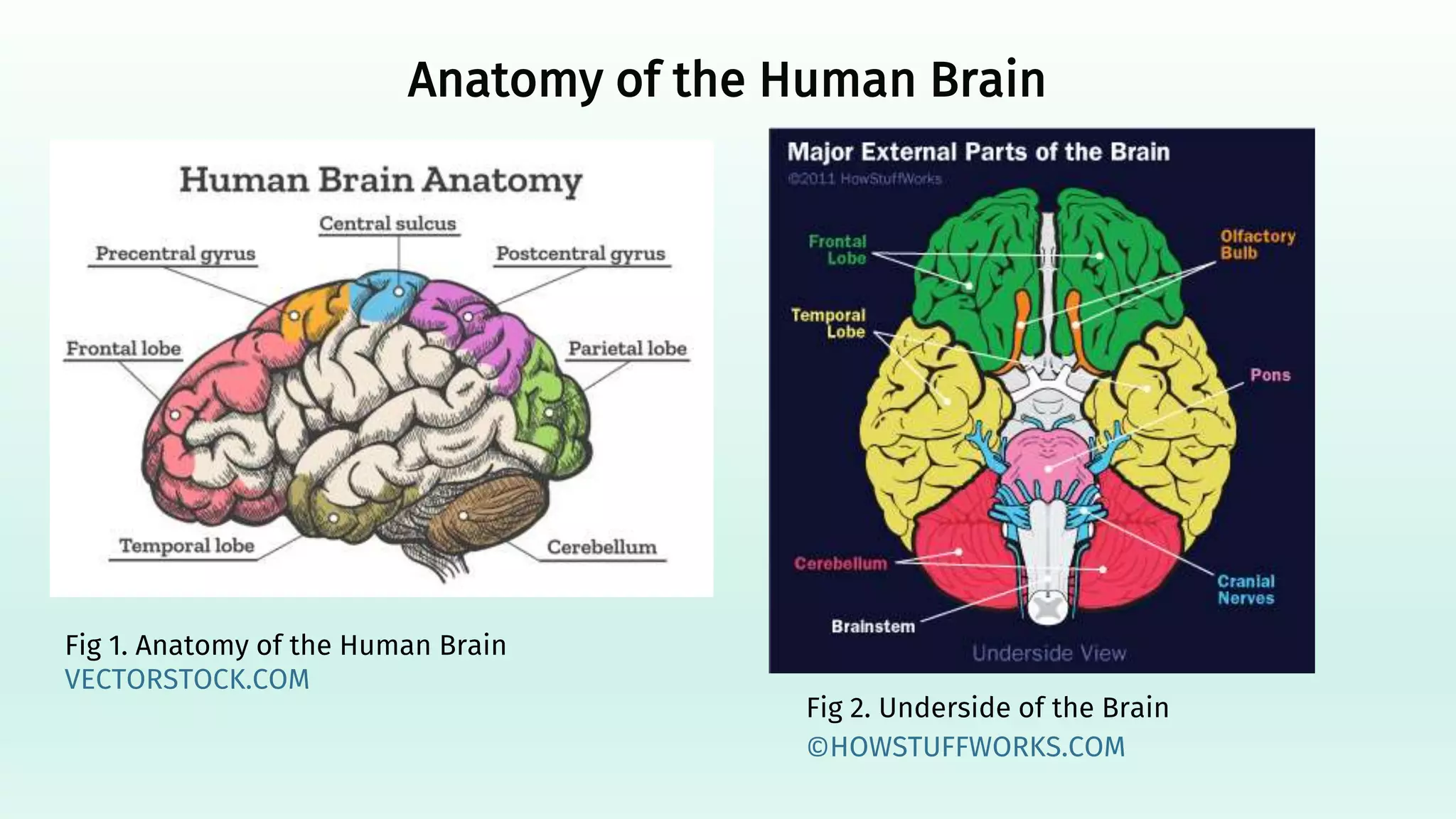 Human brain understanding the complex structure | PPTX | Brain and ...