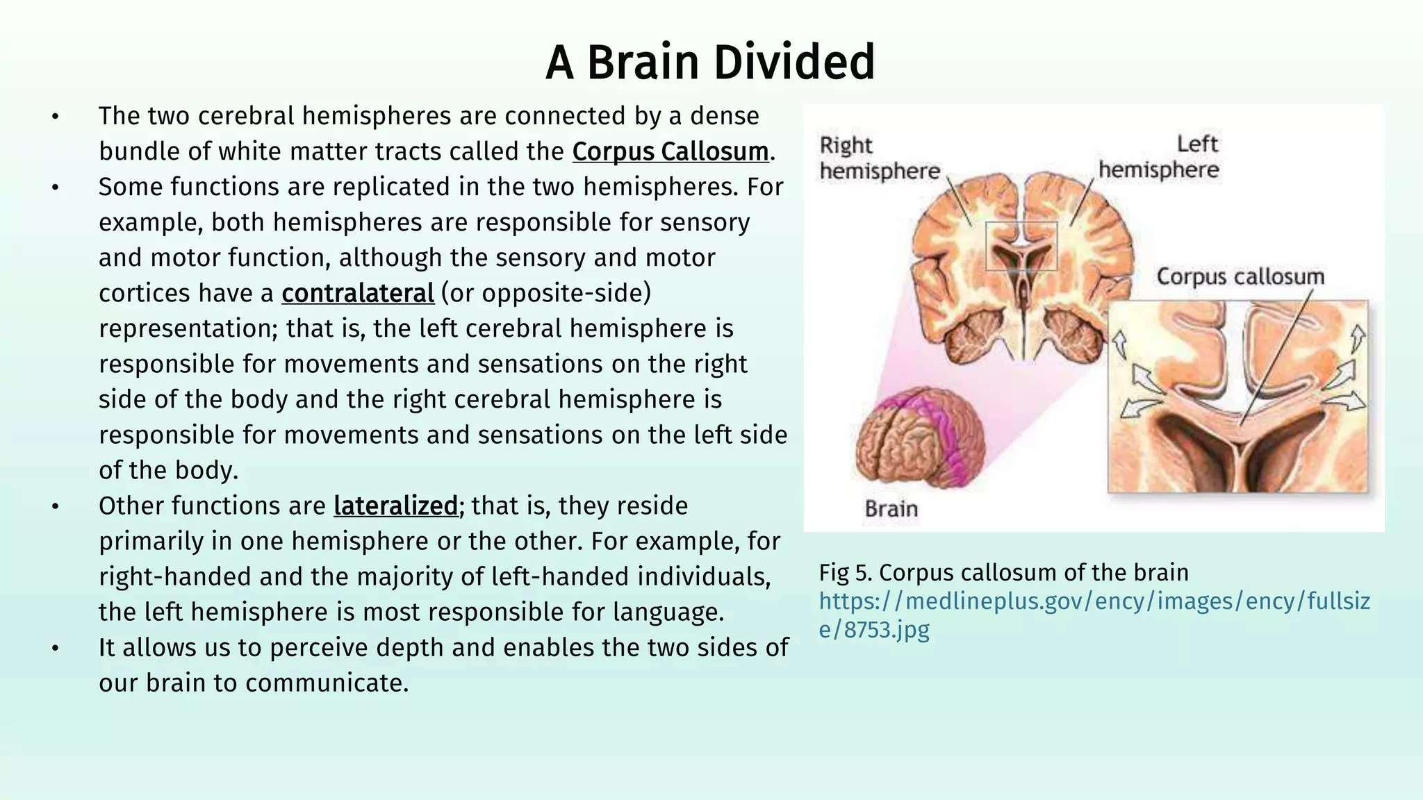 Human brain understanding the complex structure | PPTX | Brain and Nervous System Disorders ...