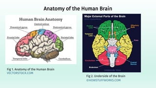 Human brain understanding the complex structure | PPTX | Brain and ...