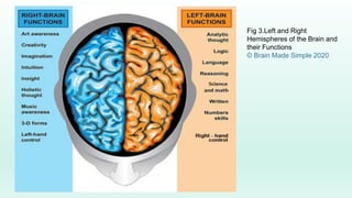 Human brain understanding the complex structure | PPTX | Brain and ...