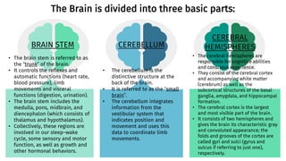 Human brain understanding the complex structure | PPTX | Brain and ...